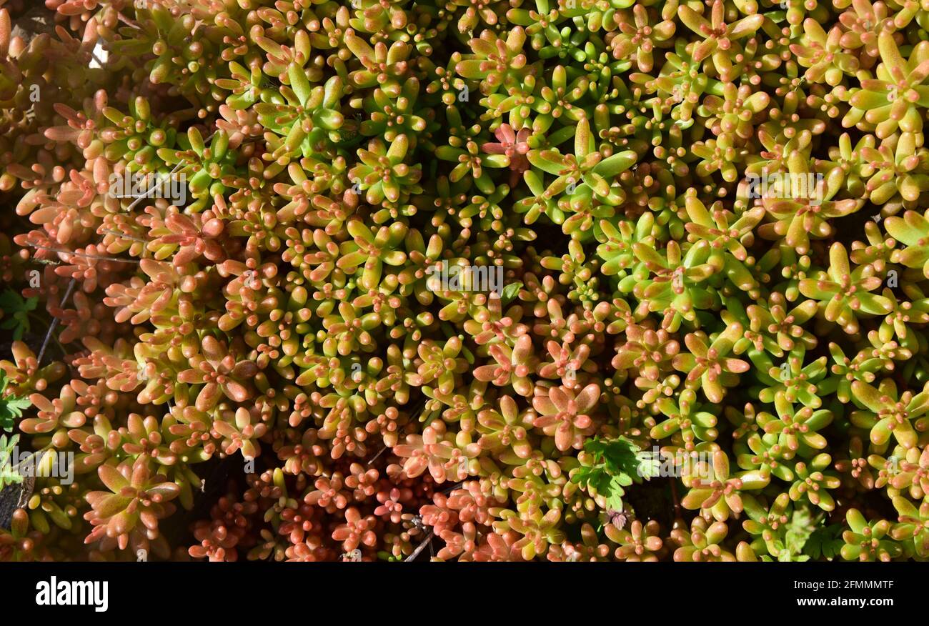 Creeping sedum hi-res stock photography and images - Alamy