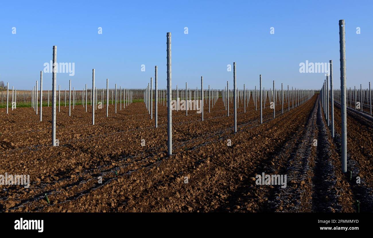 The cultivation of vine fields for the wine production in the wine ...