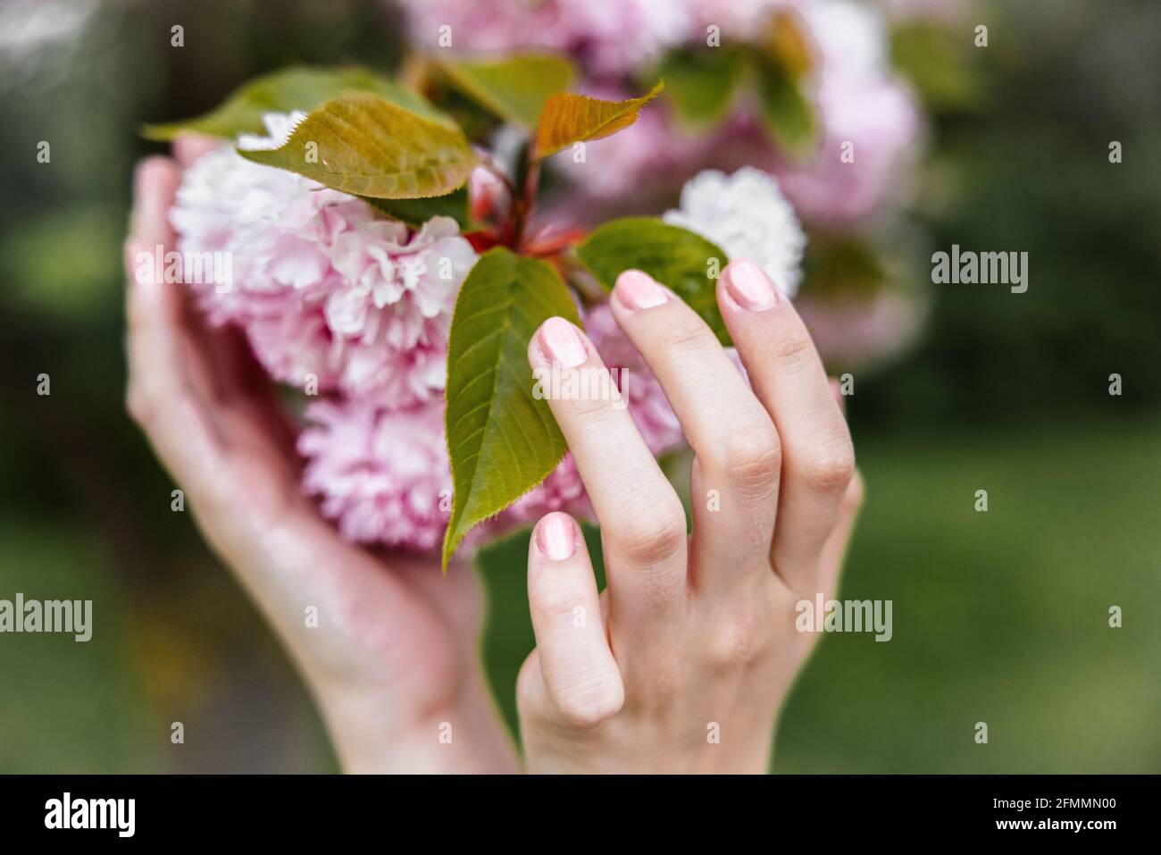 Prunus serrulata or Japanese cherry flowers in soft female hands Stock ...