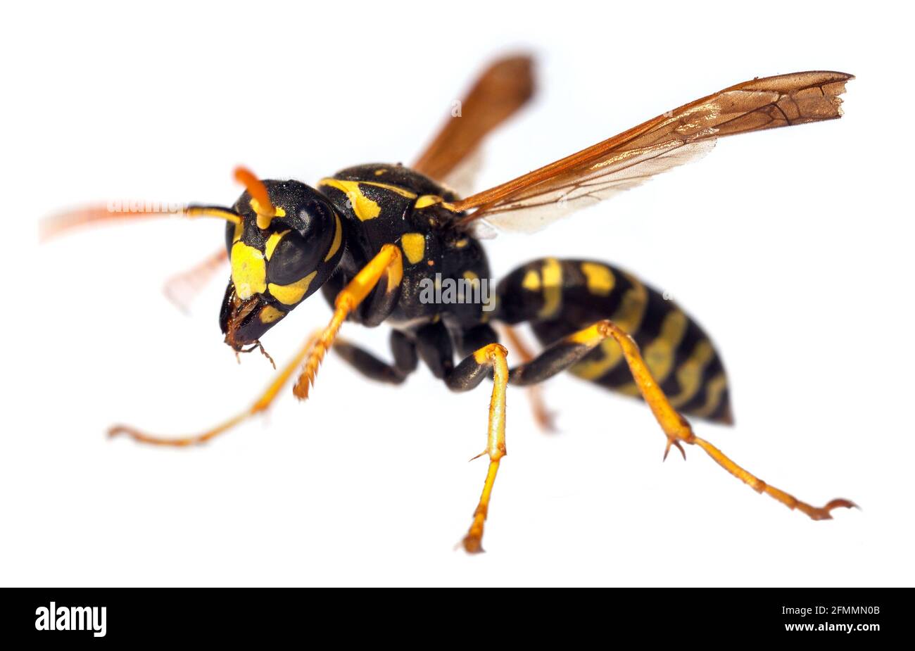 European common wasp German wasp or German yellow jacket isolated on ...