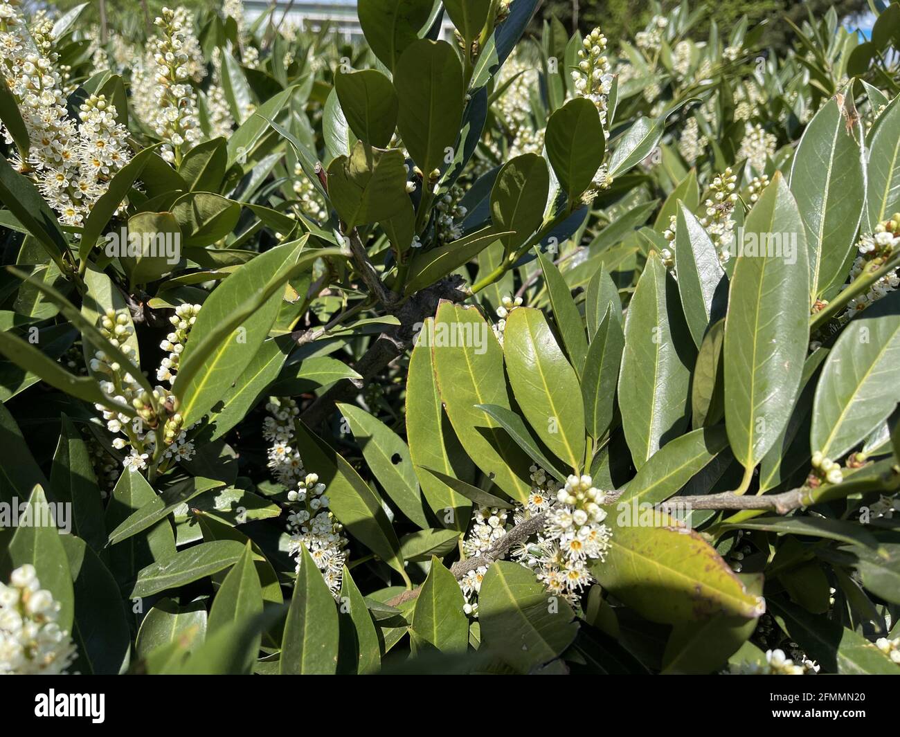 Beautiful blooming cherry laurel hi-res stock photography and images ...