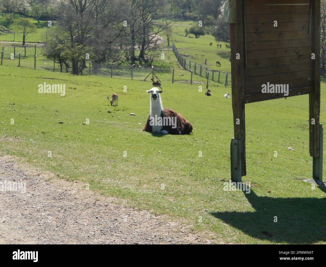 Brown llama with a white neck on a farm, Freisen, Germany Stock Photo ...