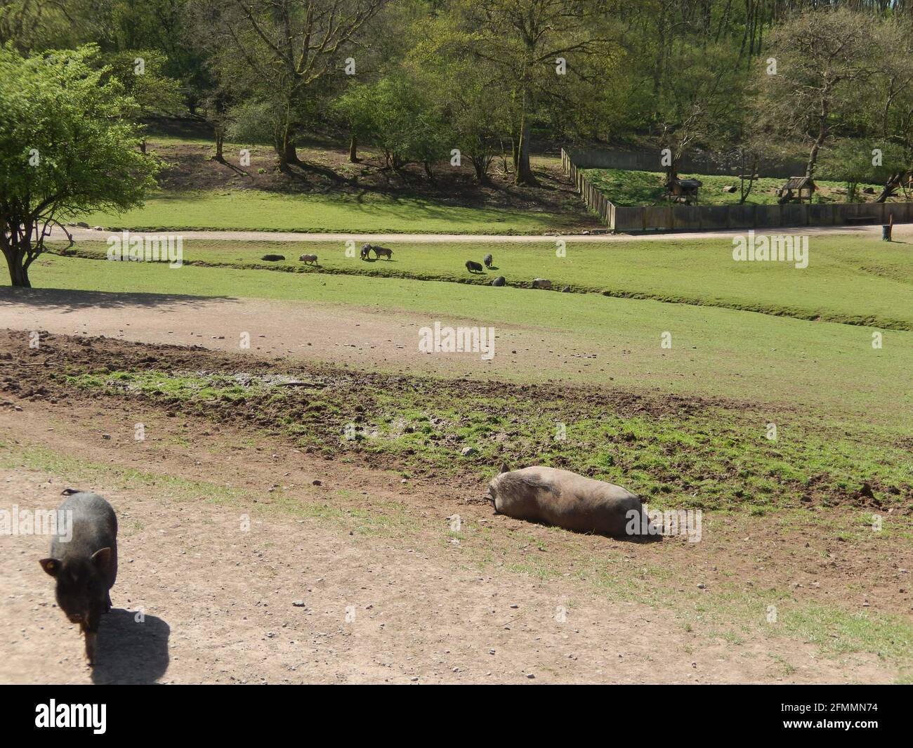 Group of pigs walking in a farm Stock Photo - Alamy