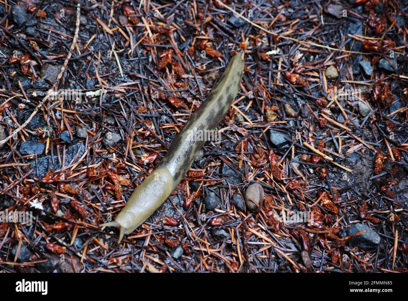 Pacific northwest slug hi-res stock photography and images - Alamy