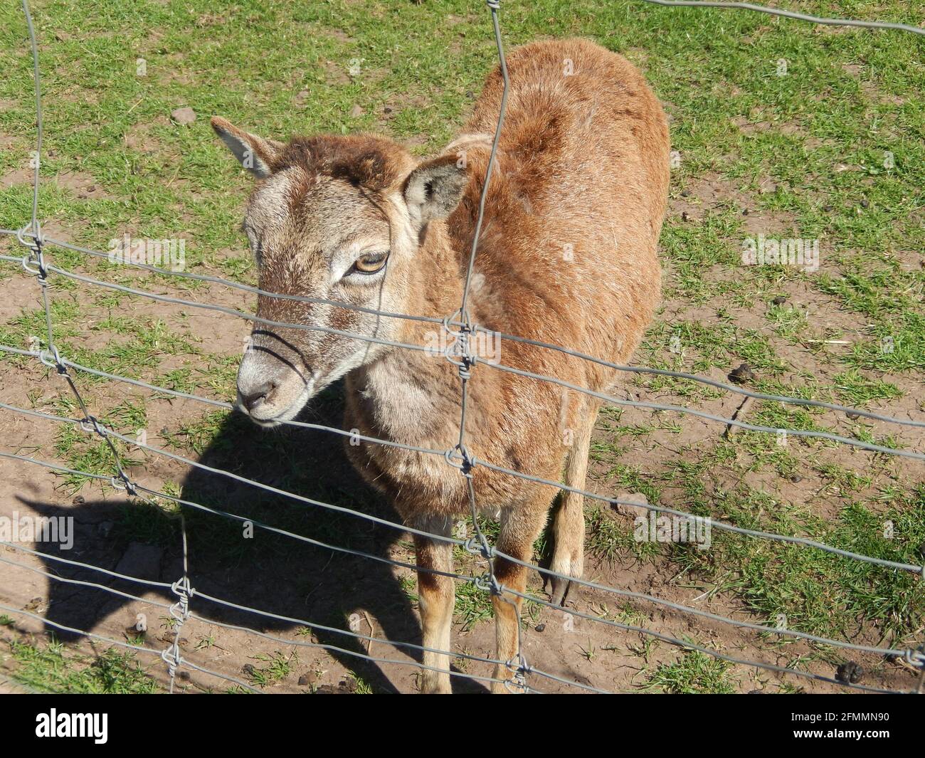 Llama on a farm behind a barbed wire, Freisen, Germany Stock Photo - Alamy
