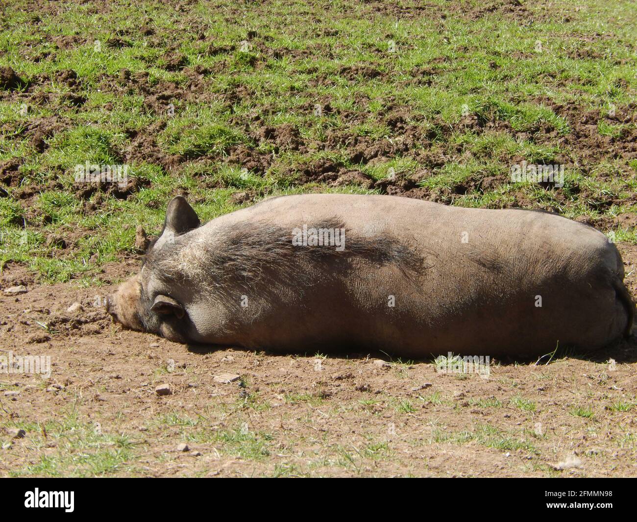 Wild pig laying on the farm's ground Stock Photo - Alamy