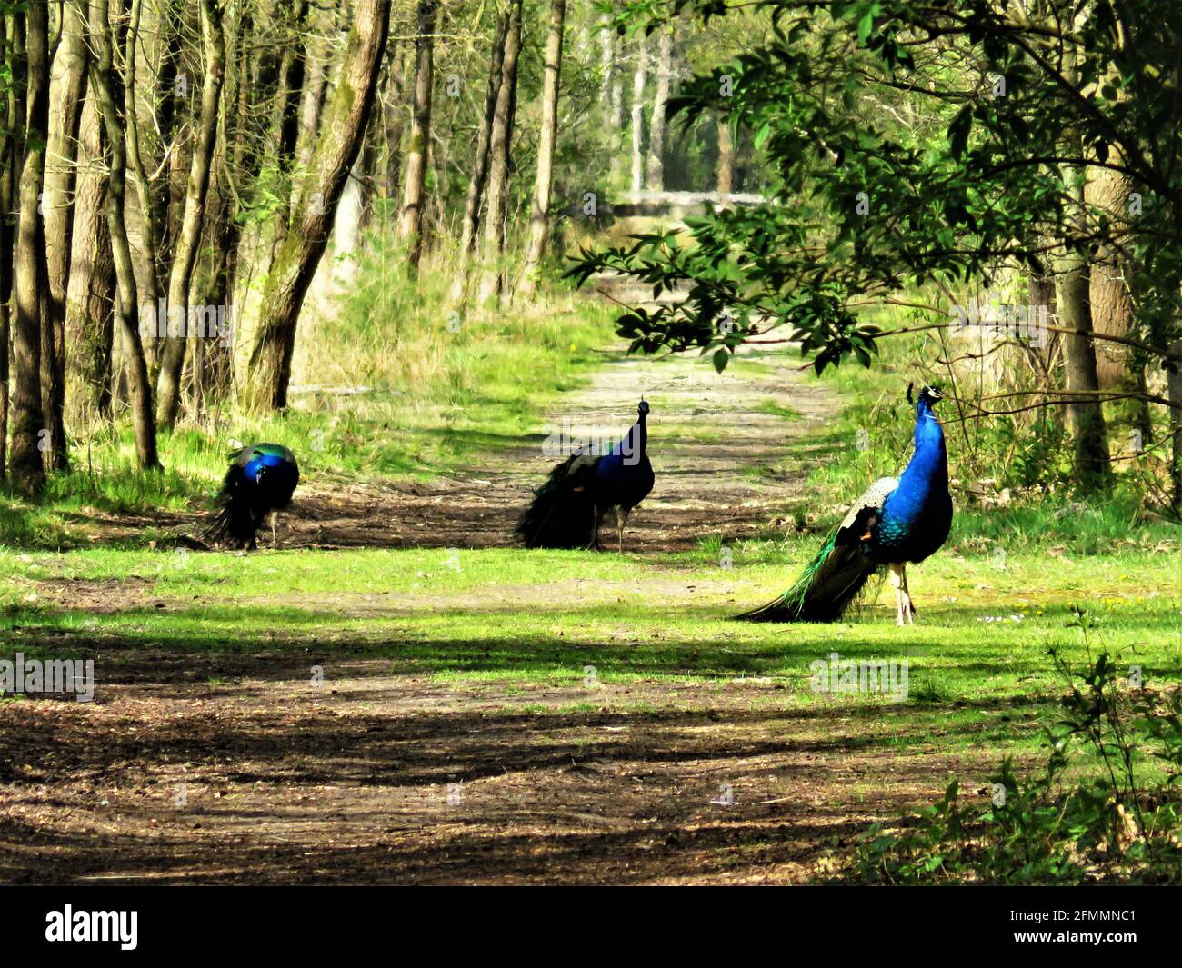 Three peacocks in a forest Stock Photo - Alamy
