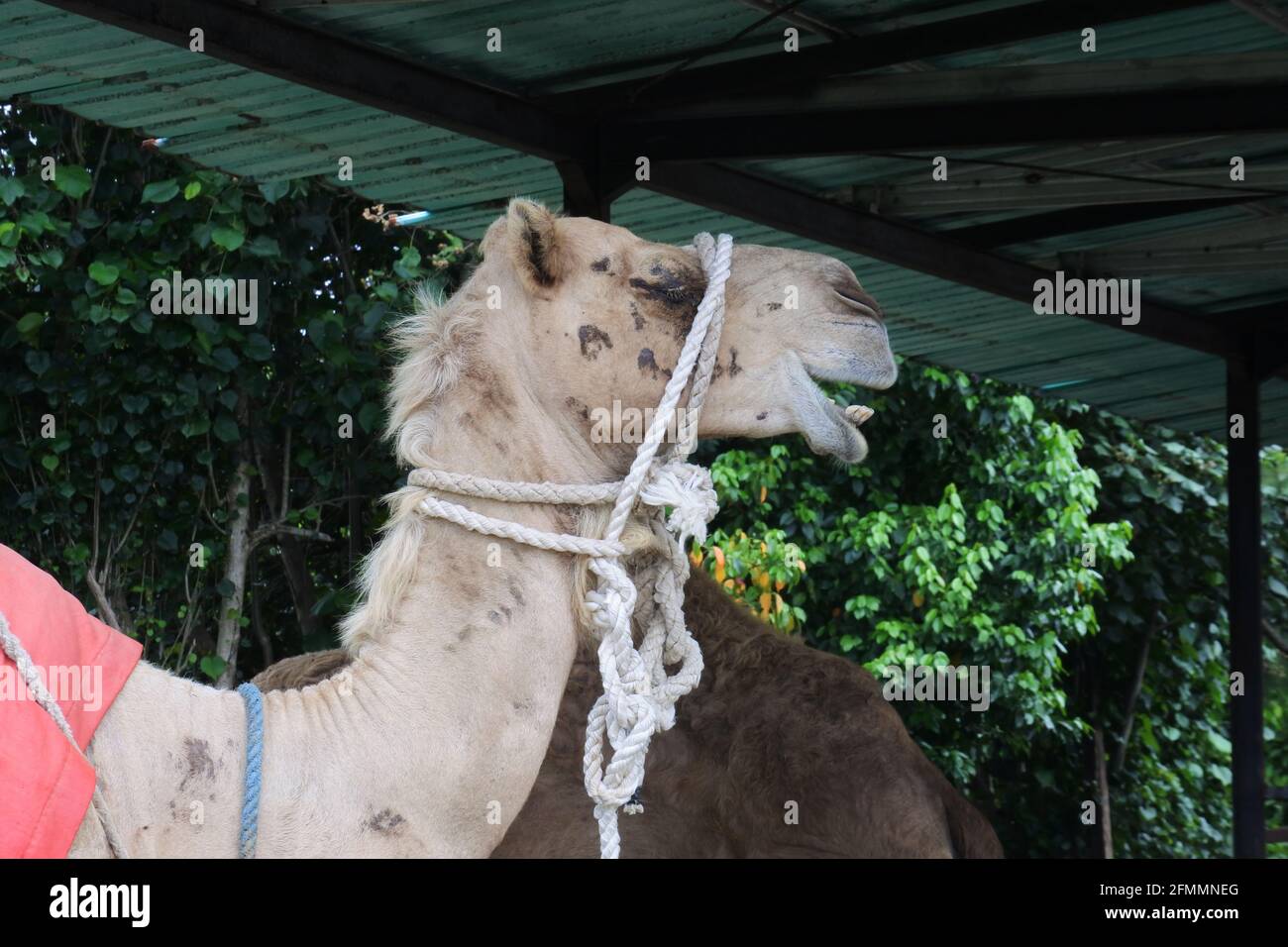 Camel shelter hi-res stock photography and images - Alamy