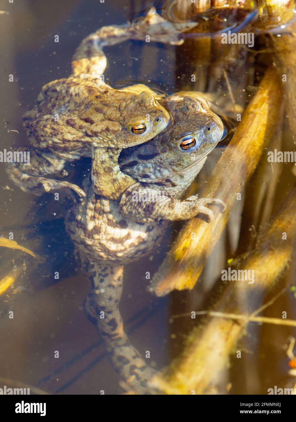 Two european green toads mating hi-res stock photography and images - Alamy