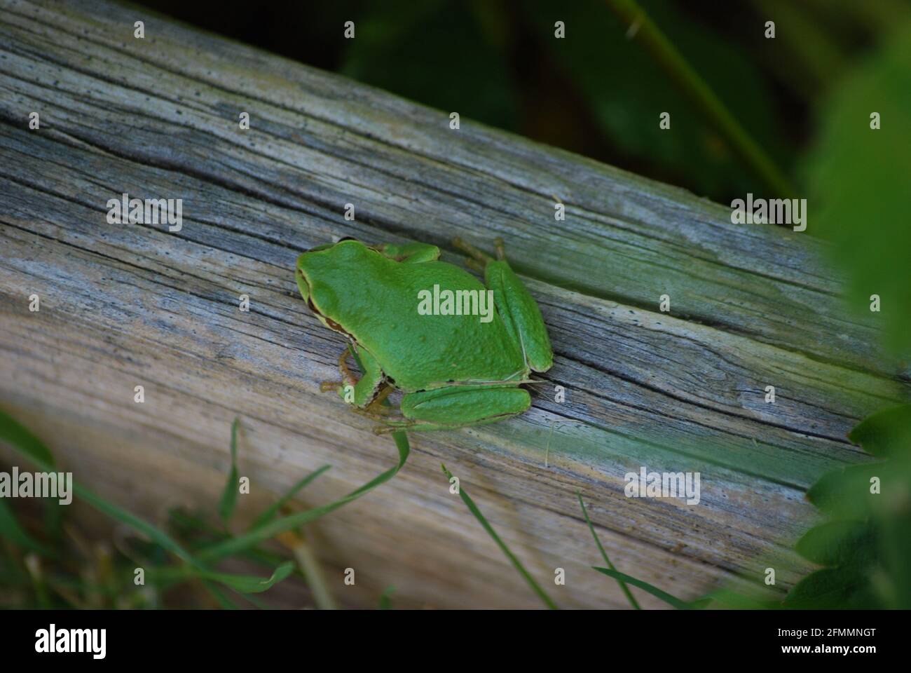 Western washington garden hi-res stock photography and images - Alamy