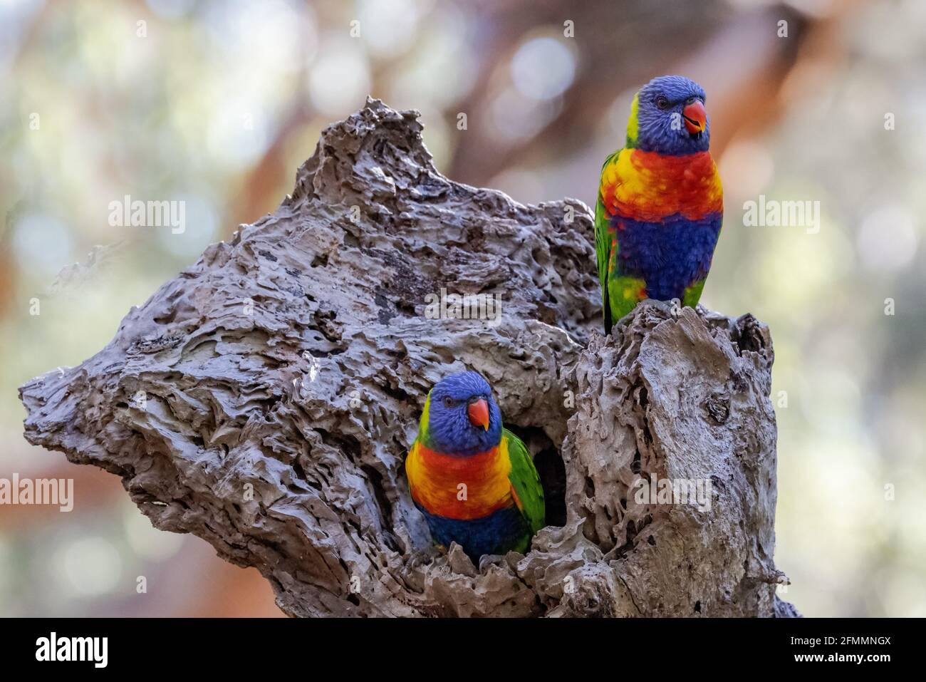 Australian Rainbow Lorikeets resting outside their nest hollow Stock ...