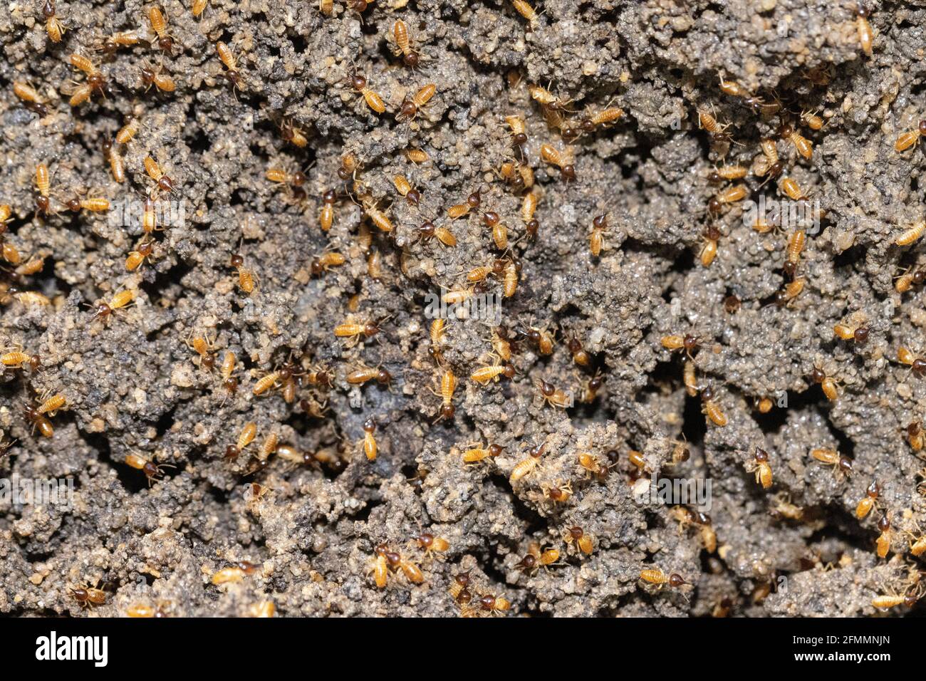 Australian Termites or white ants outside their nest Stock Photo - Alamy