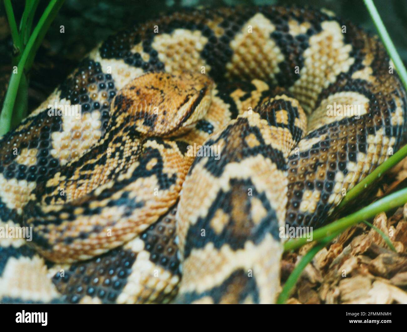Diamondback rattlesnake sits coiled to save heat Stock Photo - Alamy