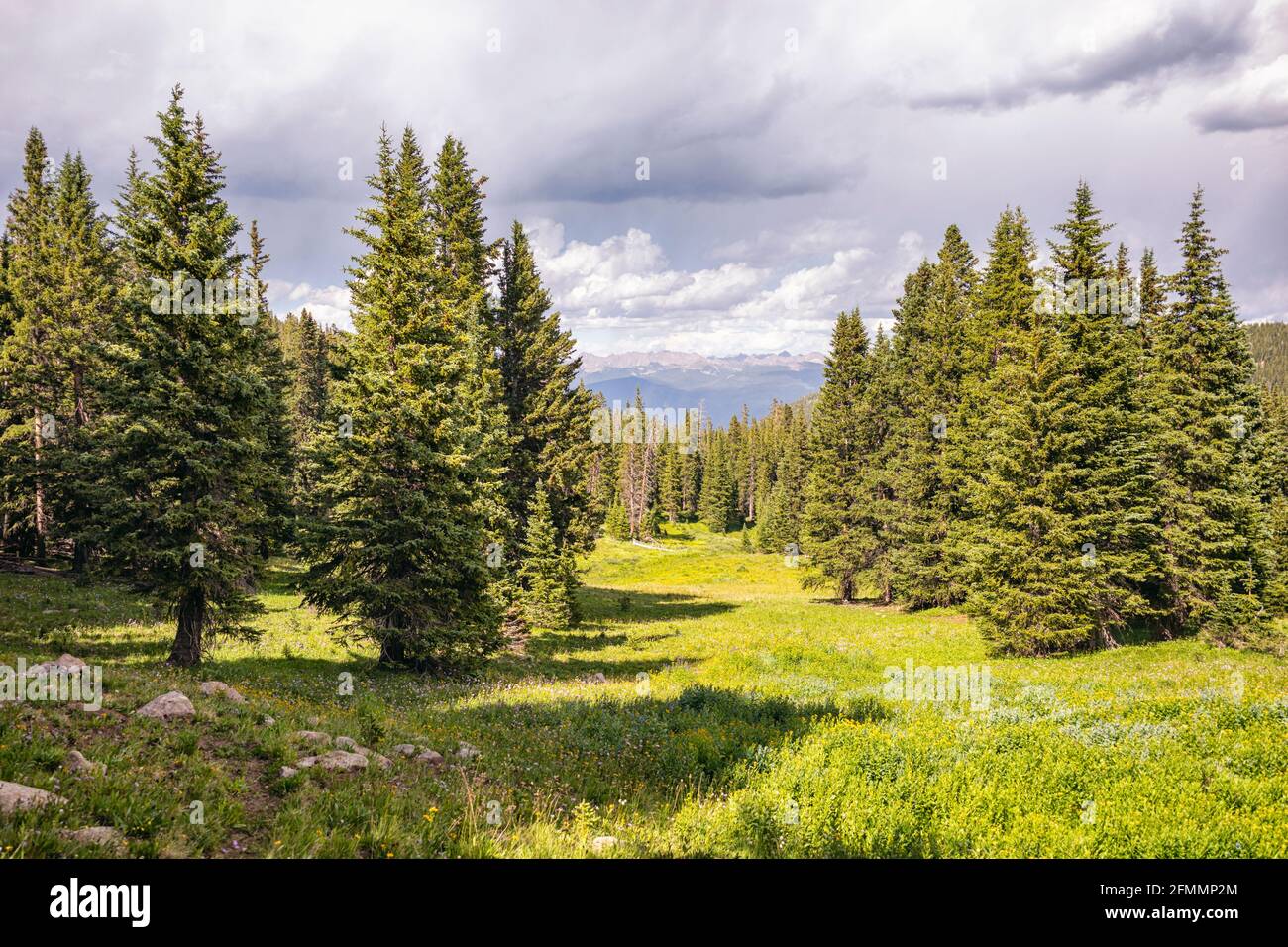Forest Landscape in the Holy Cross Wilderness, Colorado Stock Photo - Alamy