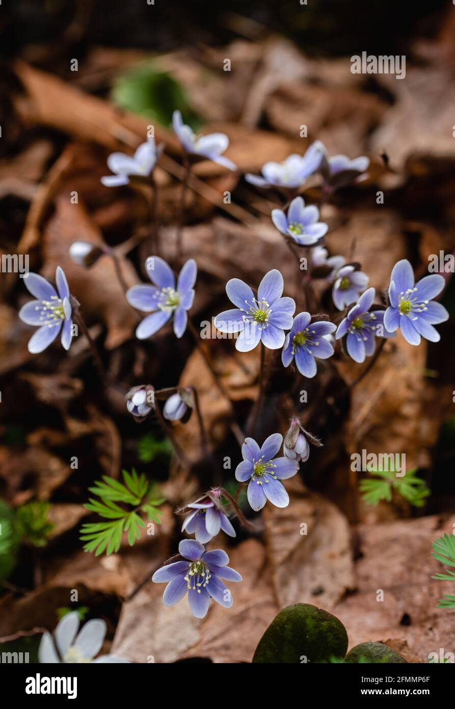 Hepatica flowers hi-res stock photography and images - Alamy