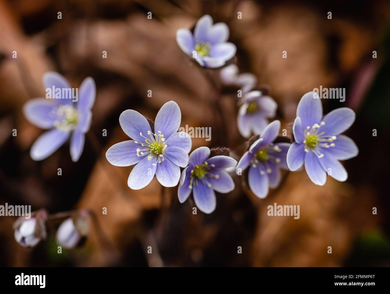 Hepatica flowers hi-res stock photography and images - Alamy