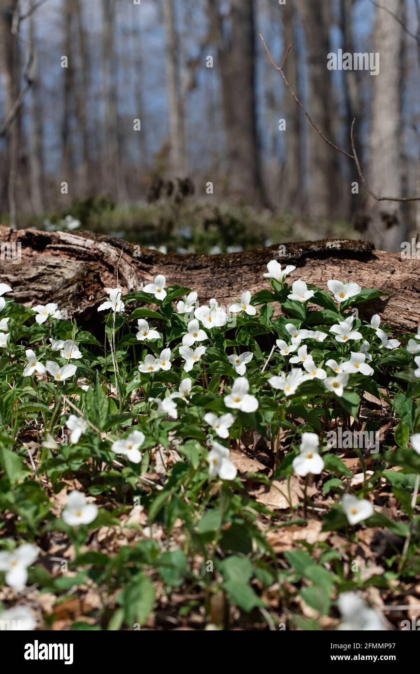 Trillium blooming on forest floor hi-res stock photography and images ...