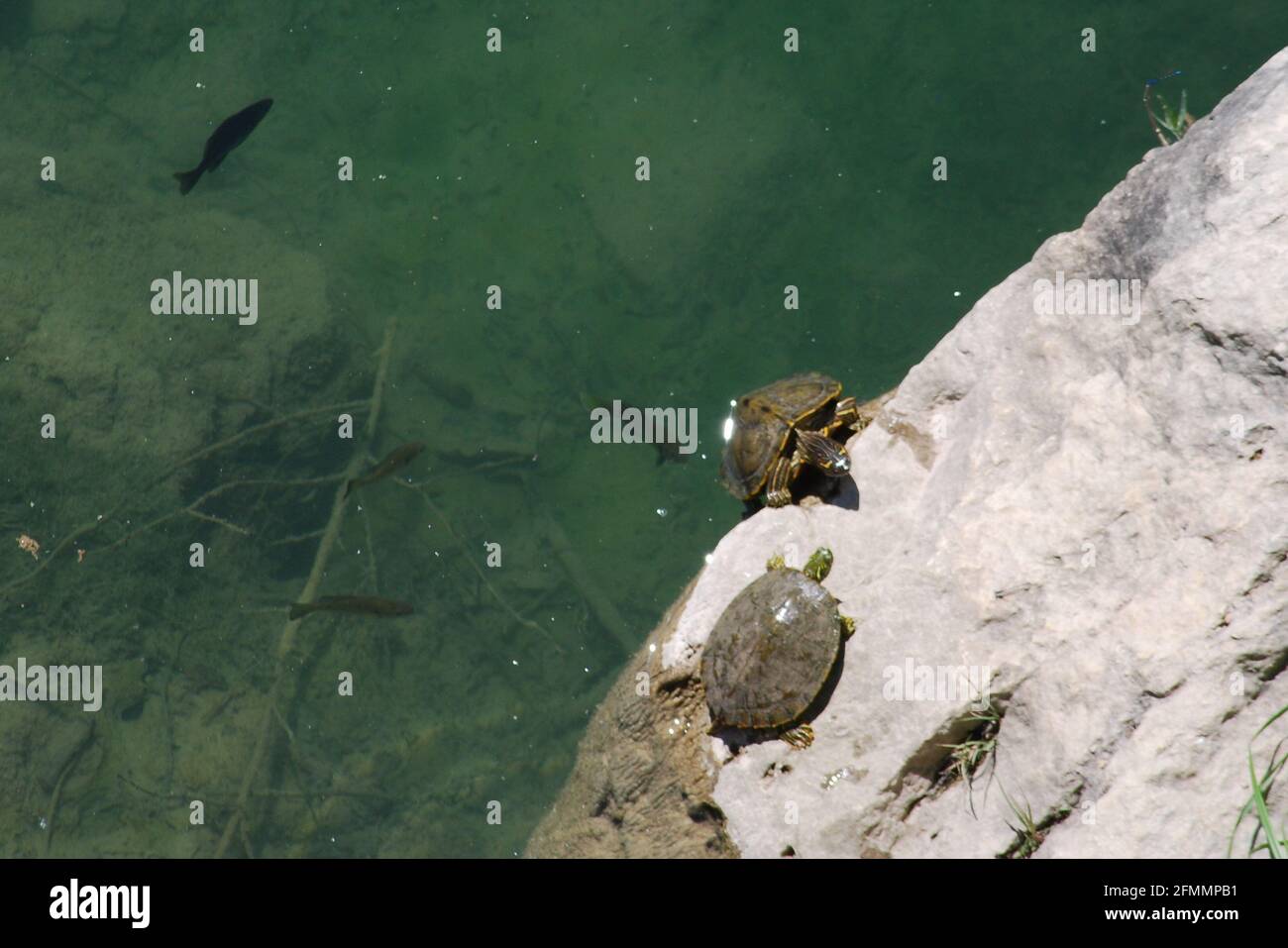 Fish habitat texas hi-res stock photography and images - Alamy