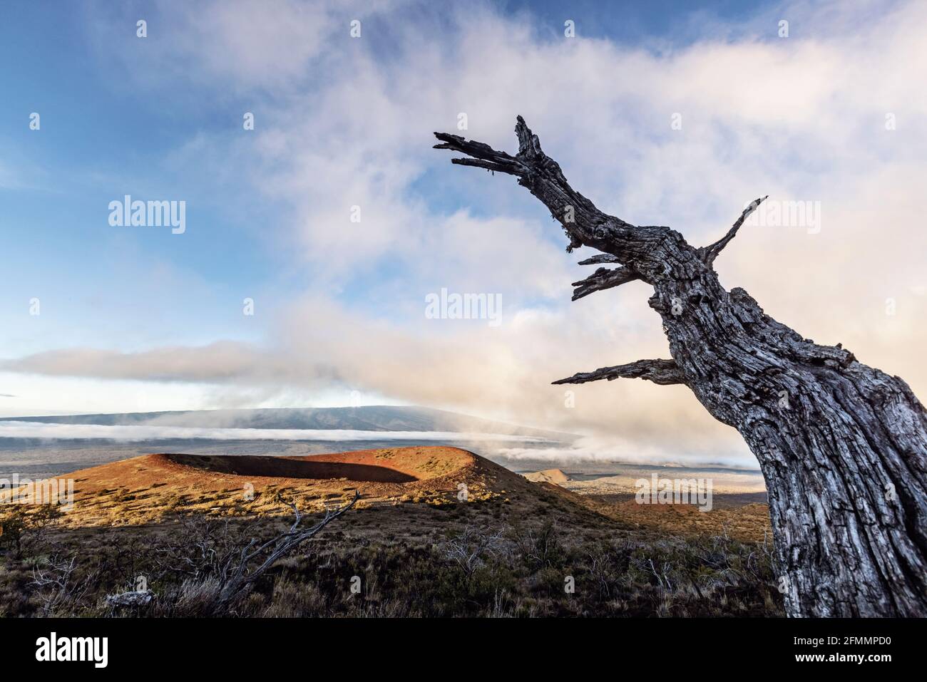 Dead tree and volcano crater on the slope of Mauna Kea, hawaii Stock ...