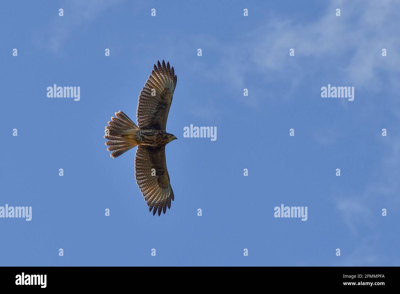 Harris's hawk (Parabuteo unicinctus), also known as bay-winged hawk or ...