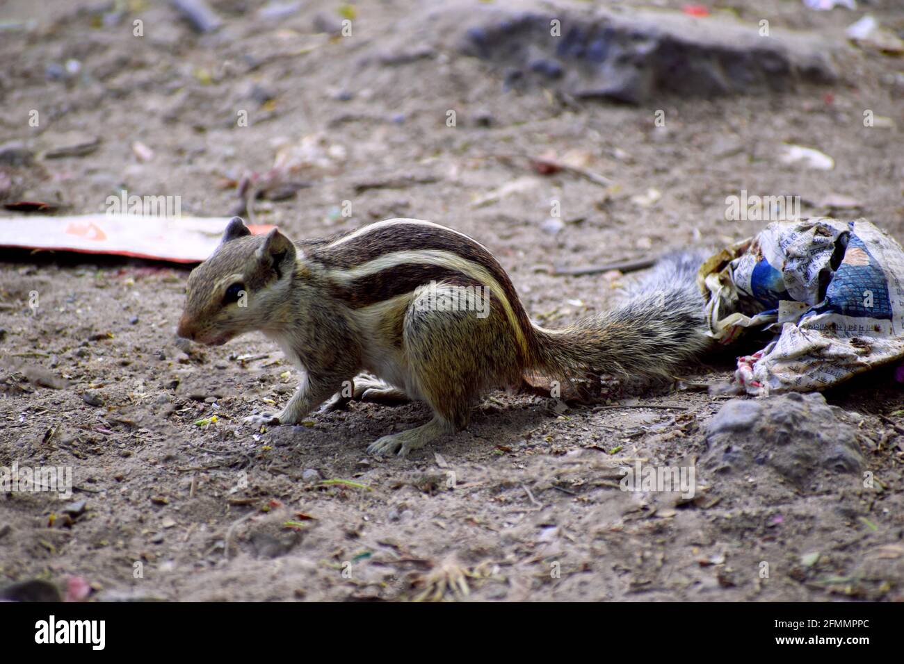 Cute and small Funambulus squirrel in the forest Stock Photo - Alamy