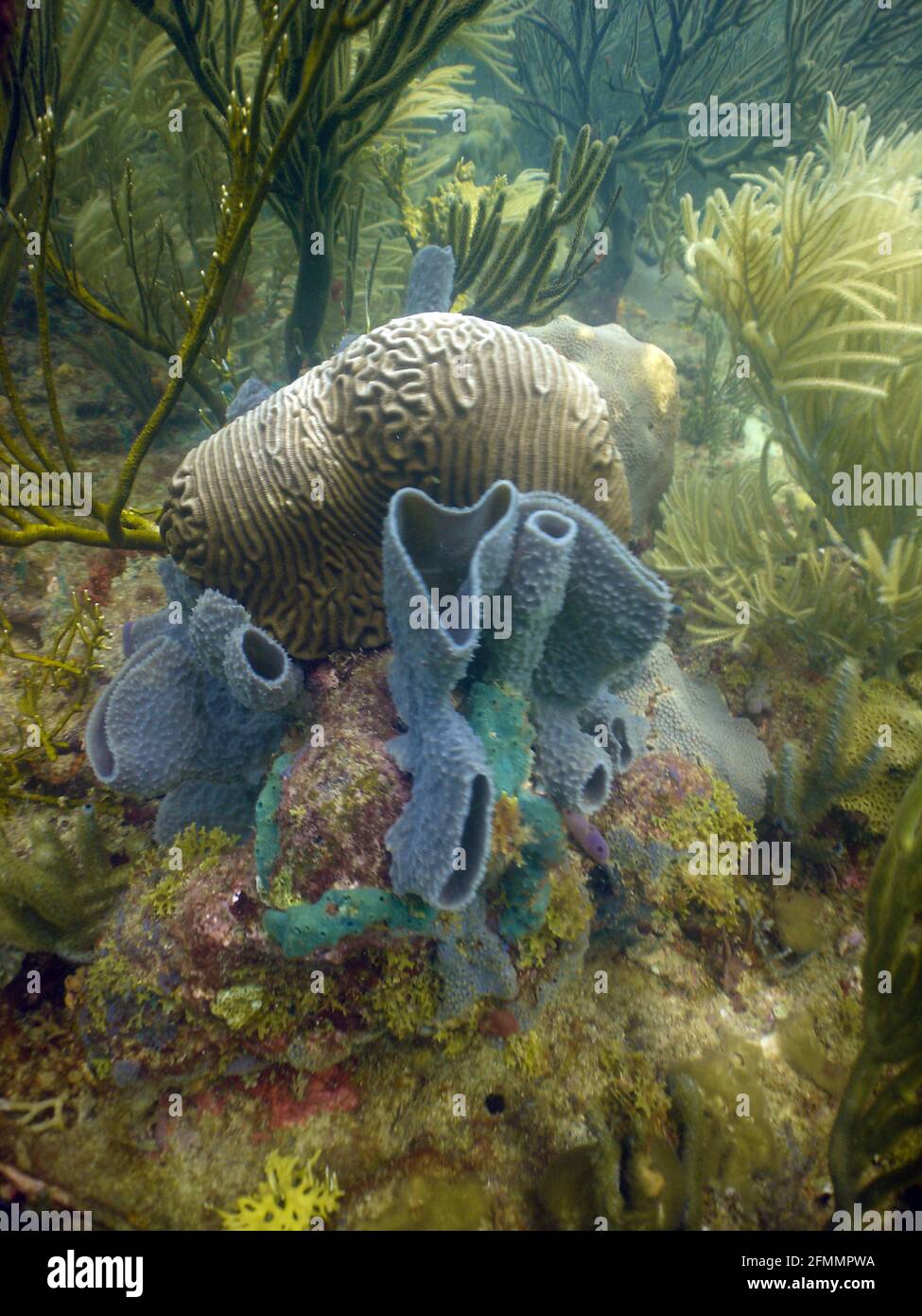 Vertical shot of coral underwater under the lights with a blurry ...