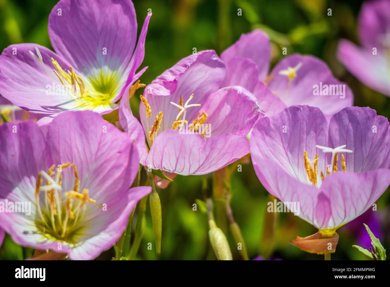 Field with colorful Violet Wildflowers in Hagerman Wildlife Refuge ...