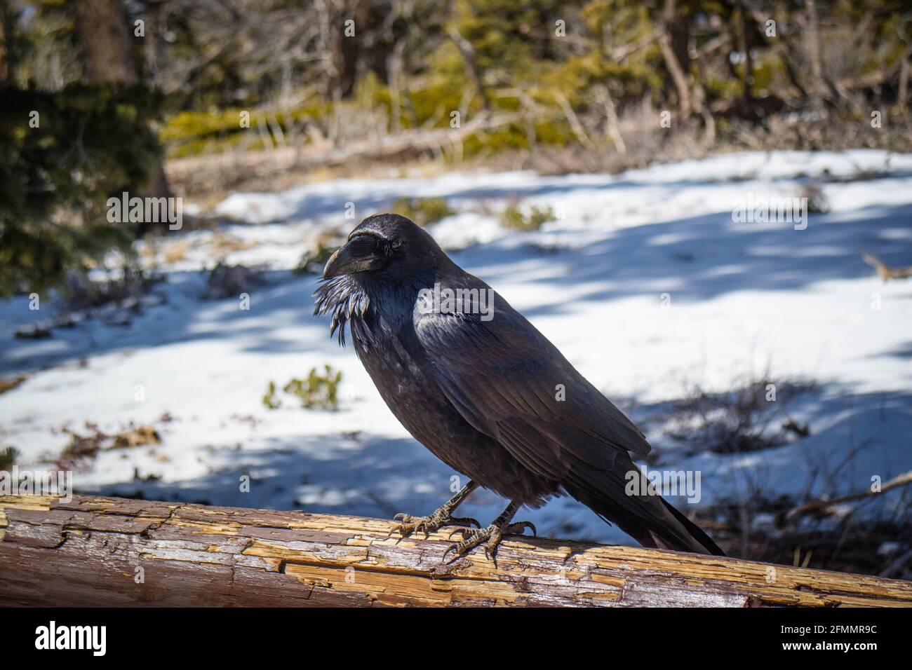 An American Crow in Bryce Canyon National Park, Utah Stock Photo - Alamy