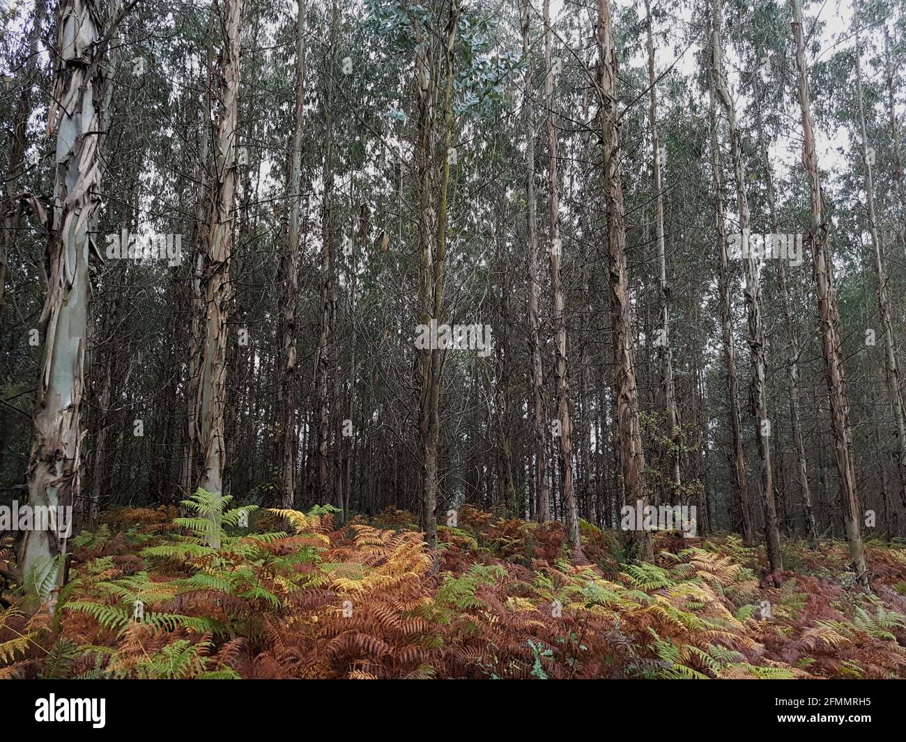 Mesmerizing scenery of high trees in dense forest Stock Photo - Alamy