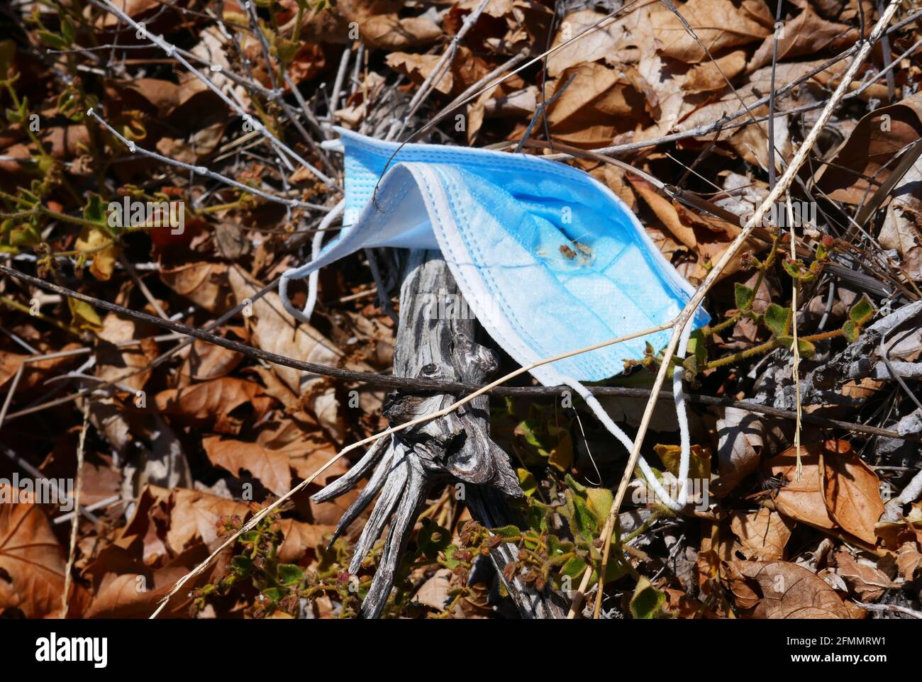 King charles mask hi-res stock photography and images - Alamy