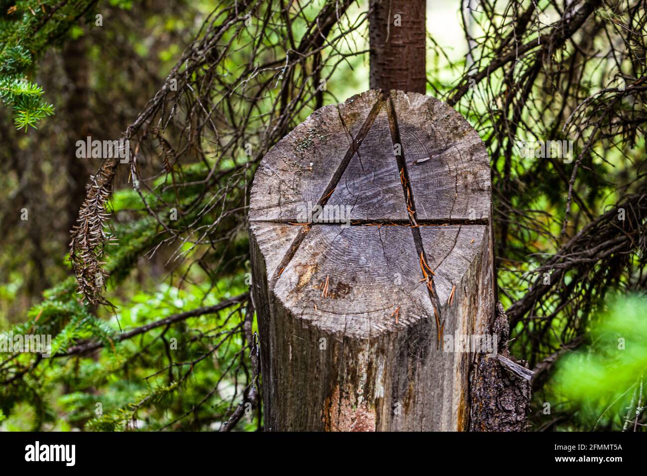 Letter A notched into a tree trunk with a chainsaw as a hiking signpost ...
