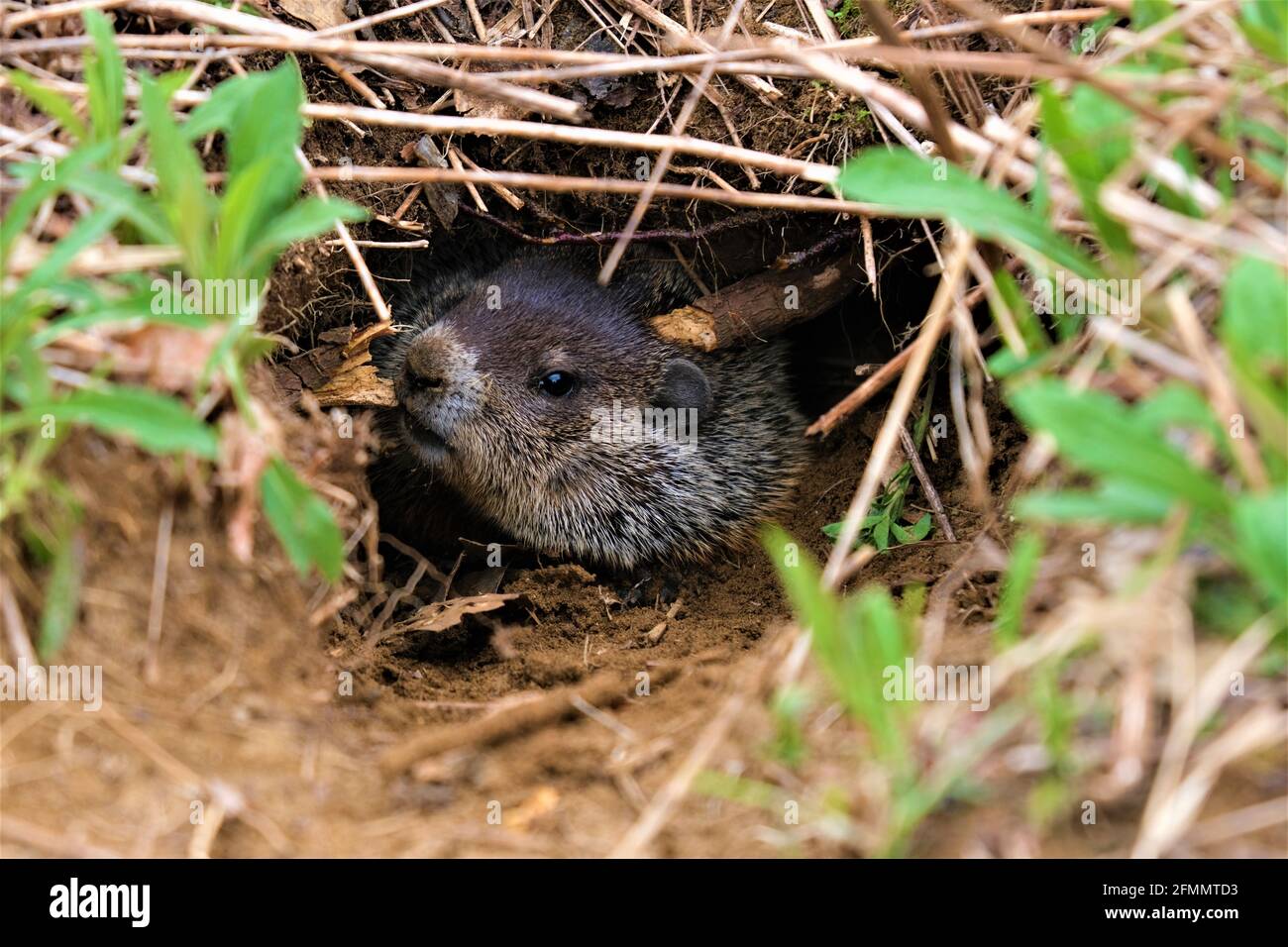 Ground hog hi-res stock photography and images - Alamy