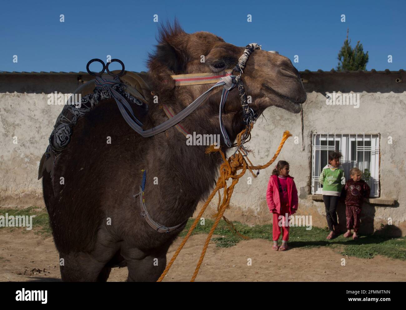 Camel in Harran, Turkey, with children in background Stock Photo - Alamy