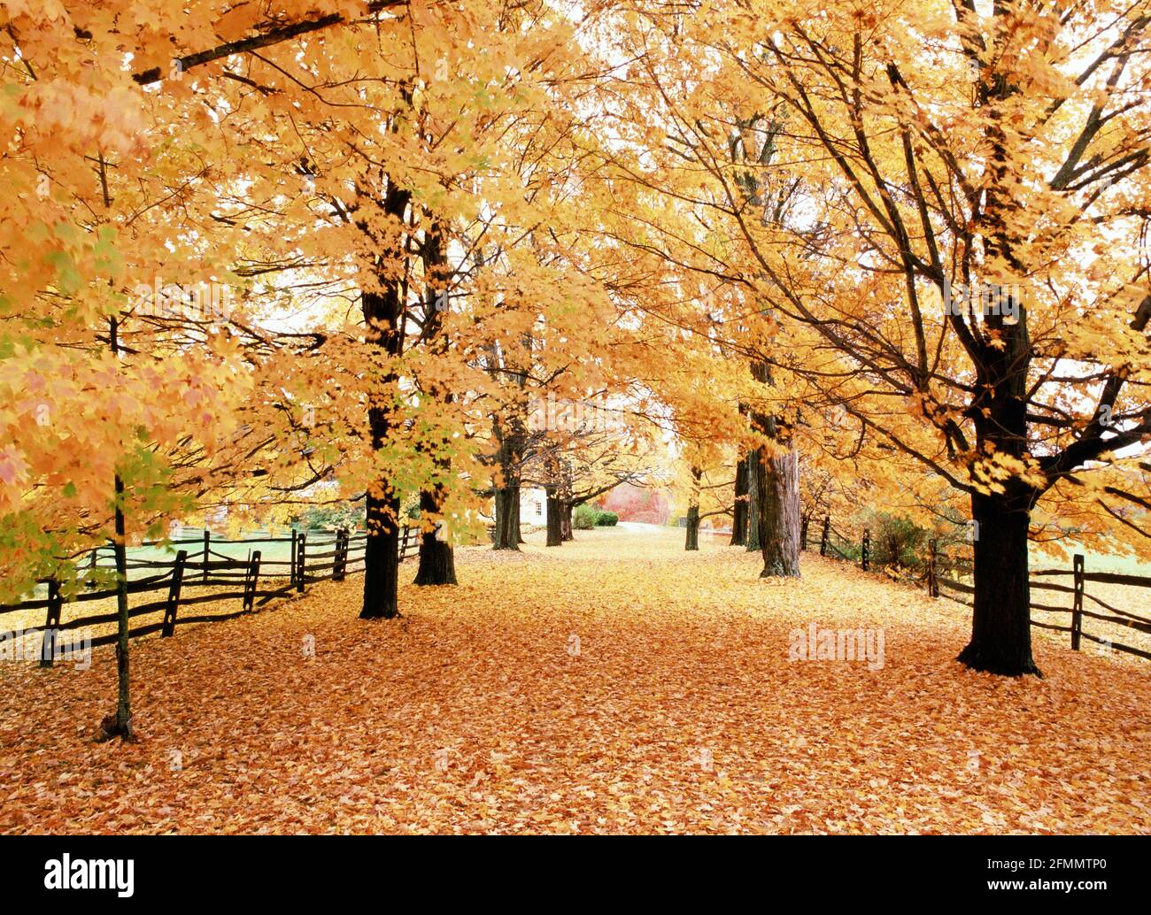 Autumn scenery in hampshire hi-res stock photography and images - Alamy