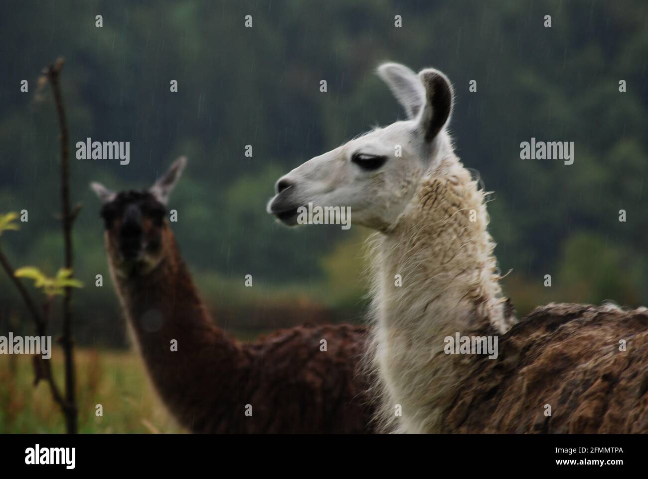 Long llama ears hi-res stock photography and images - Alamy