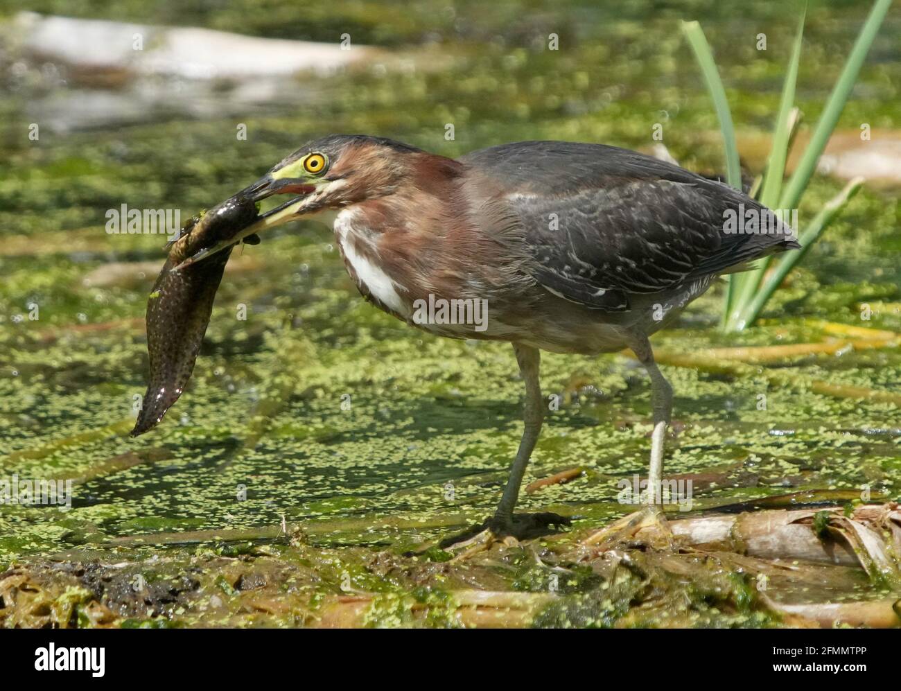 Green heron with tadpole hi-res stock photography and images - Alamy