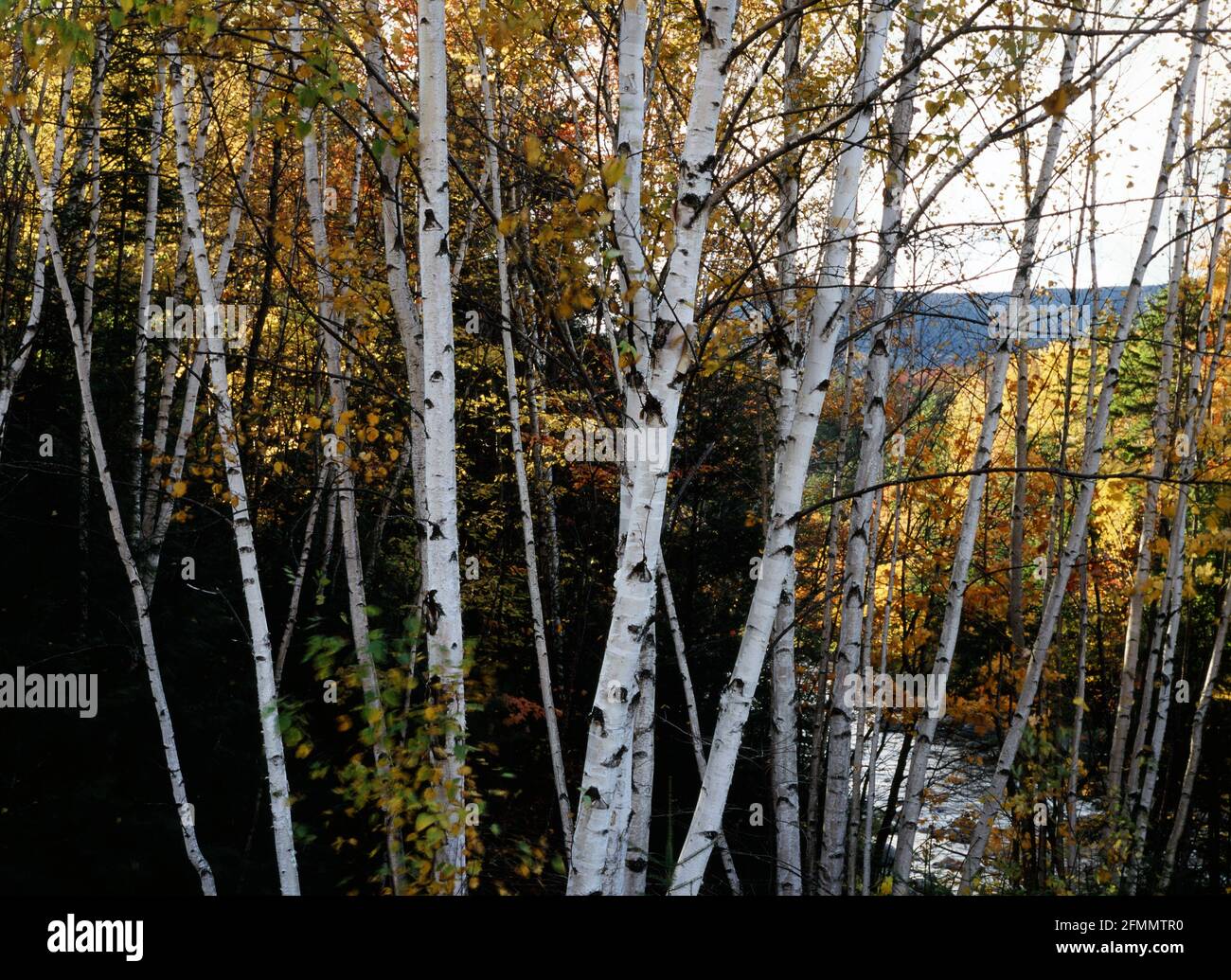 Autumn birch trees in a New Hampshire forest Stock Photo - Alamy