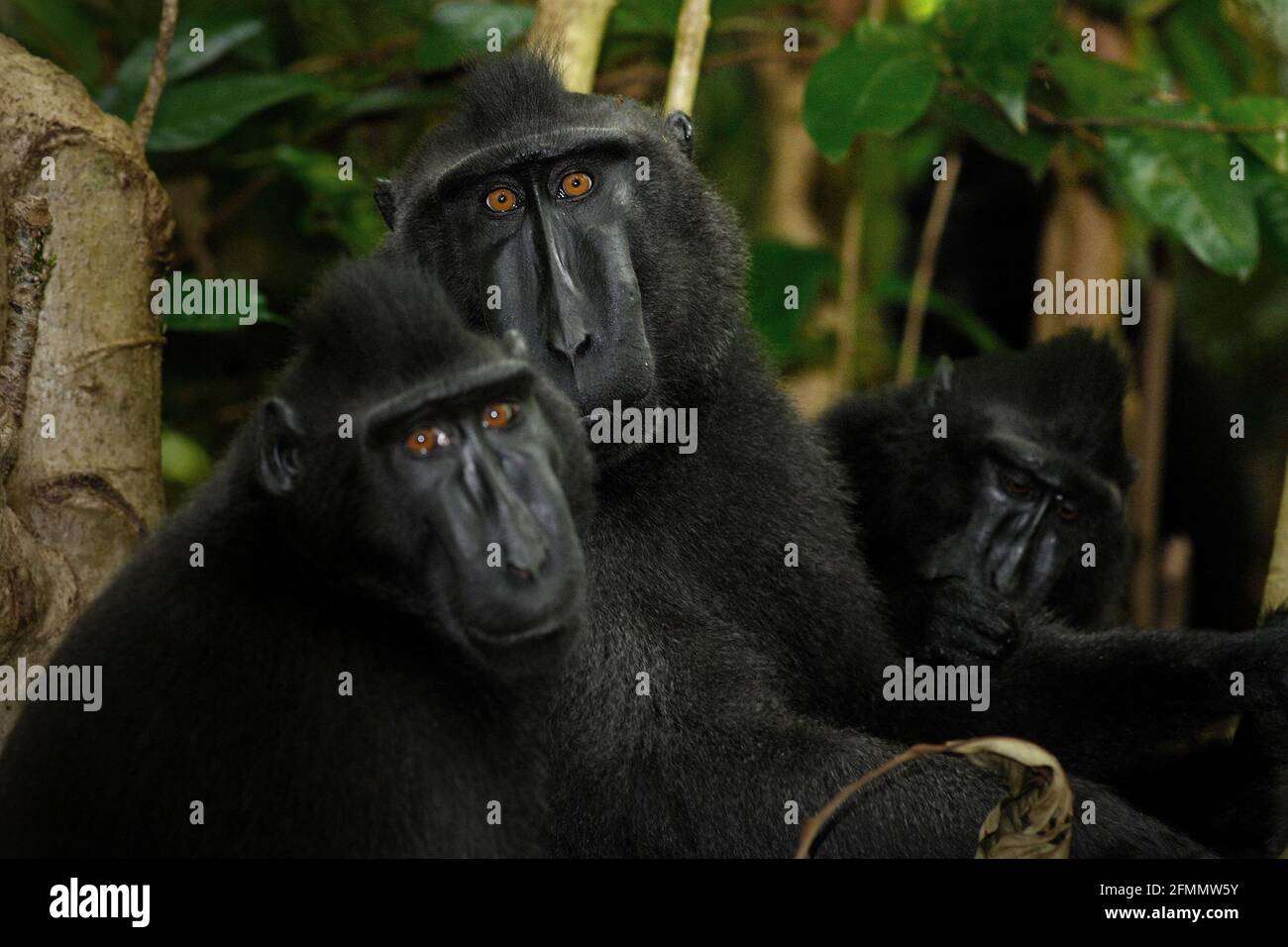 Macaque connectivity hi-res stock photography and images - Alamy