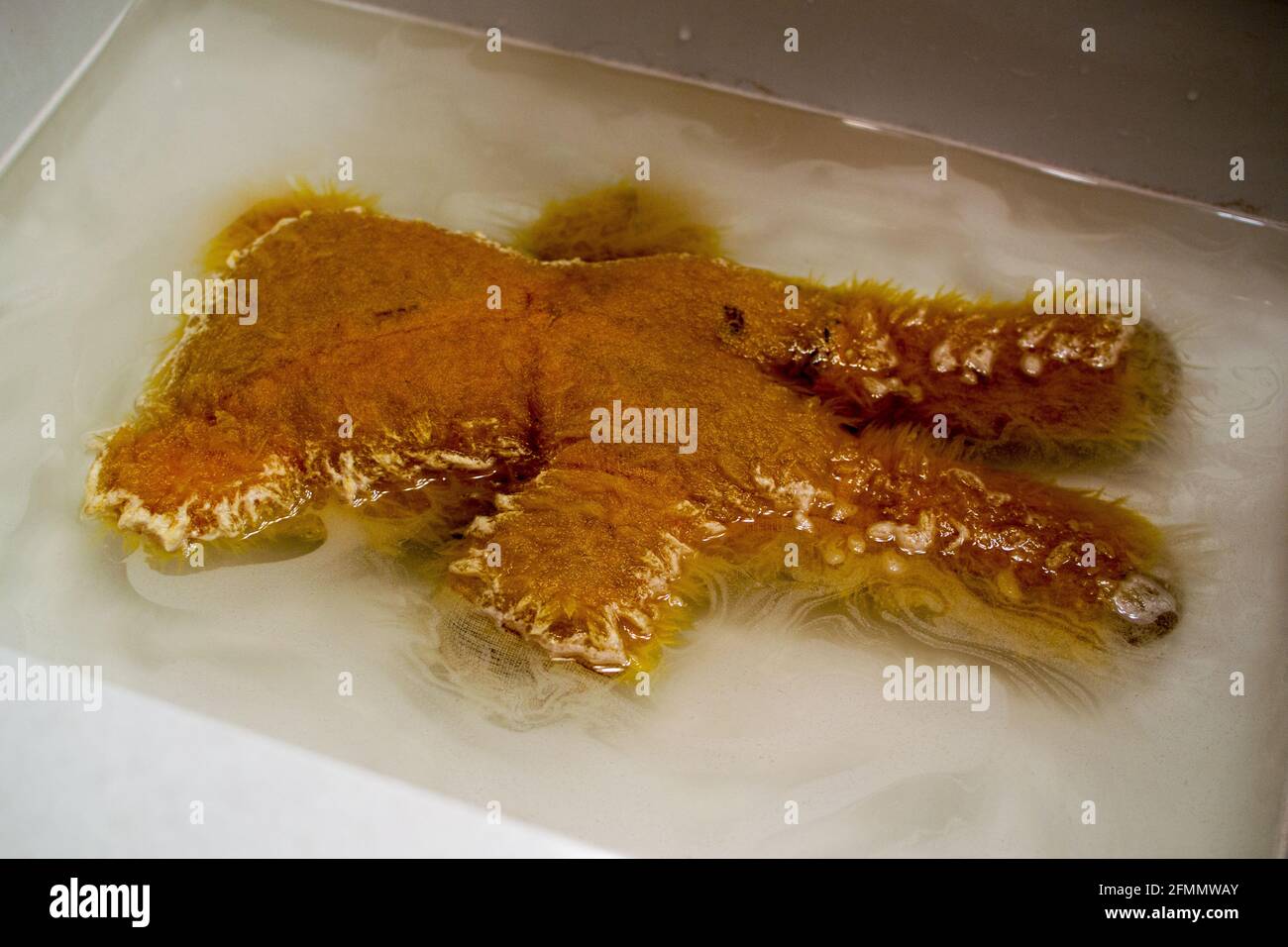 Old and worn stuffed teddy bear being washed in white sink/basin. Soap ...