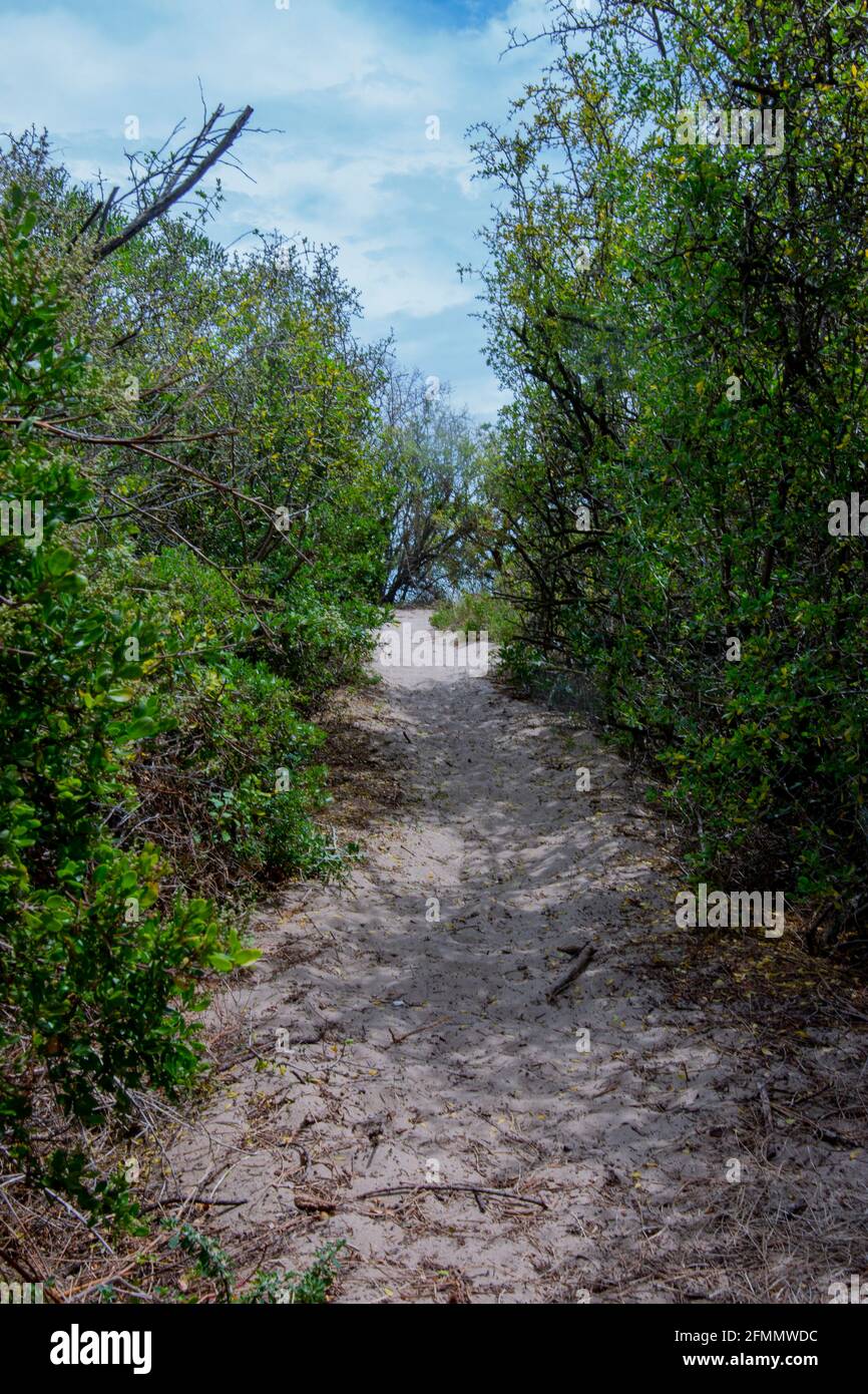 Sandy Beach Path Leads to the Ocean Between Trees Stock Photo - Alamy