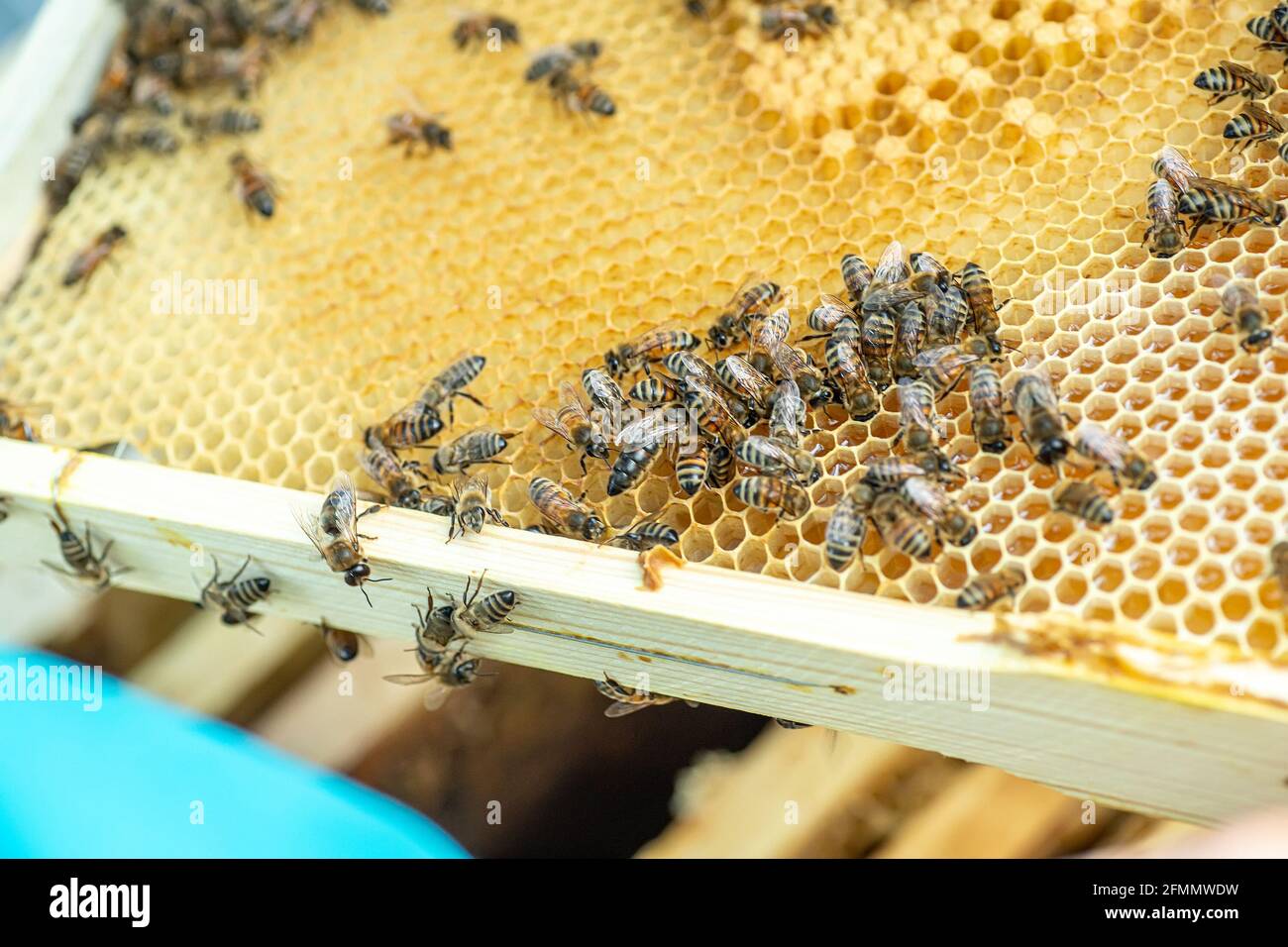 bees in a bee hive with honey combs working. Tribal queen bee on frame ...