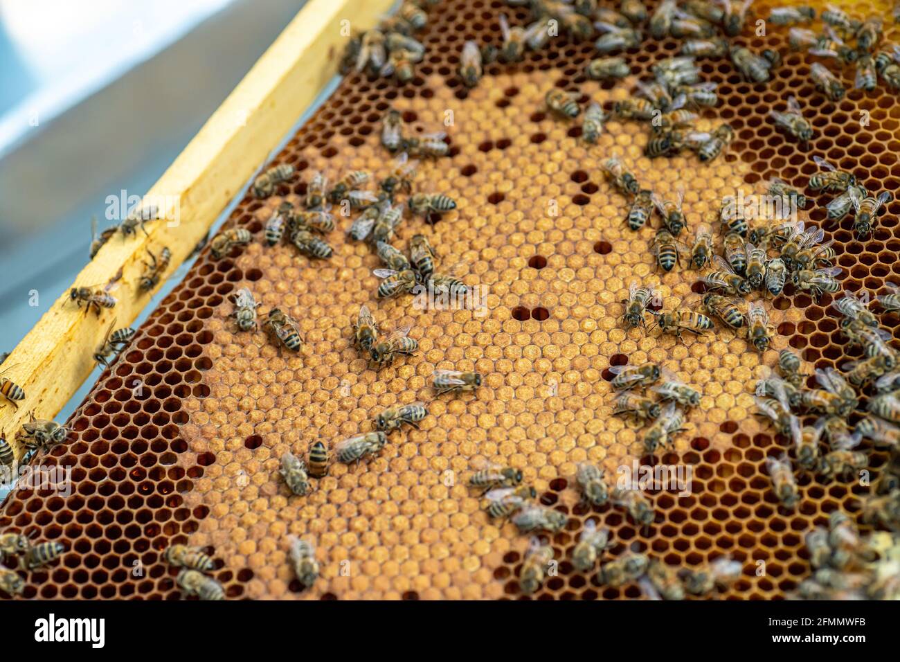 bee hive on honeycomb. Bees produce fresh, healthy, honey. Beekeeping ...