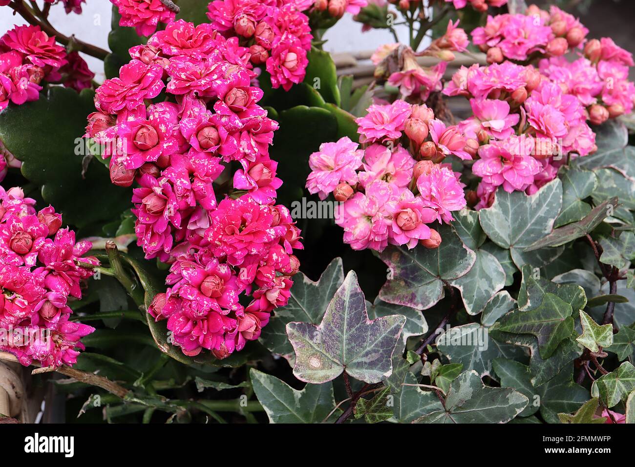 Leaves with scalloped edges hi-res stock photography and images - Alamy