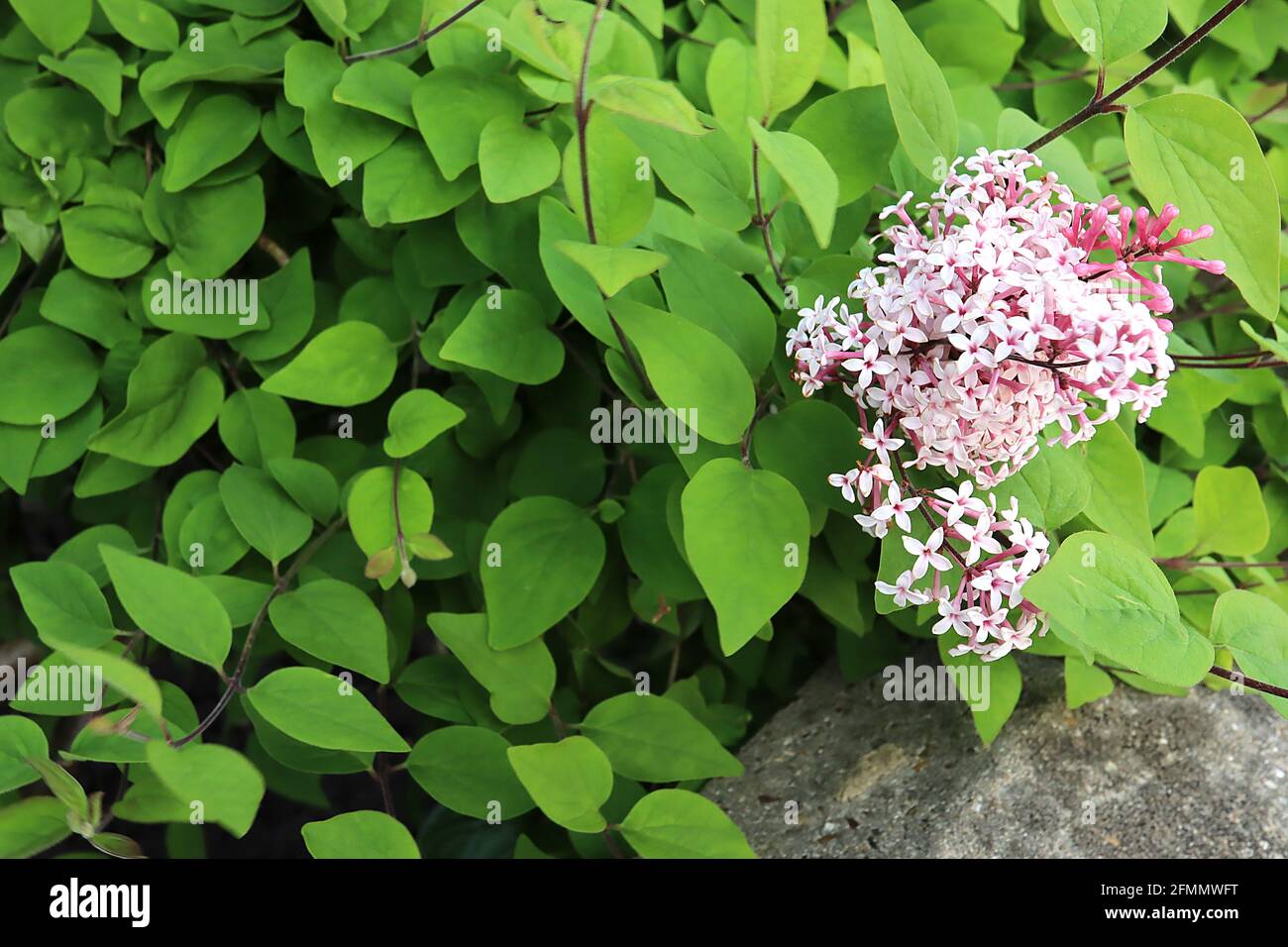 Syringa ‘Red Pixie’ / ‘Pink Pixie’ Lilac Red Pixie - long slender ...