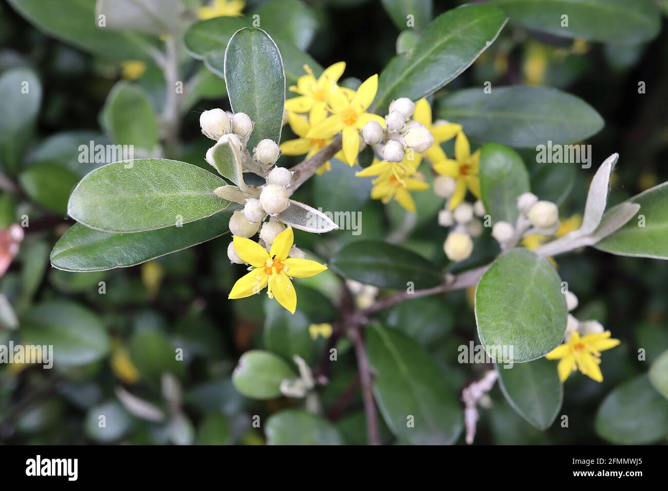 Korokia hi-res stock photography and images - Alamy