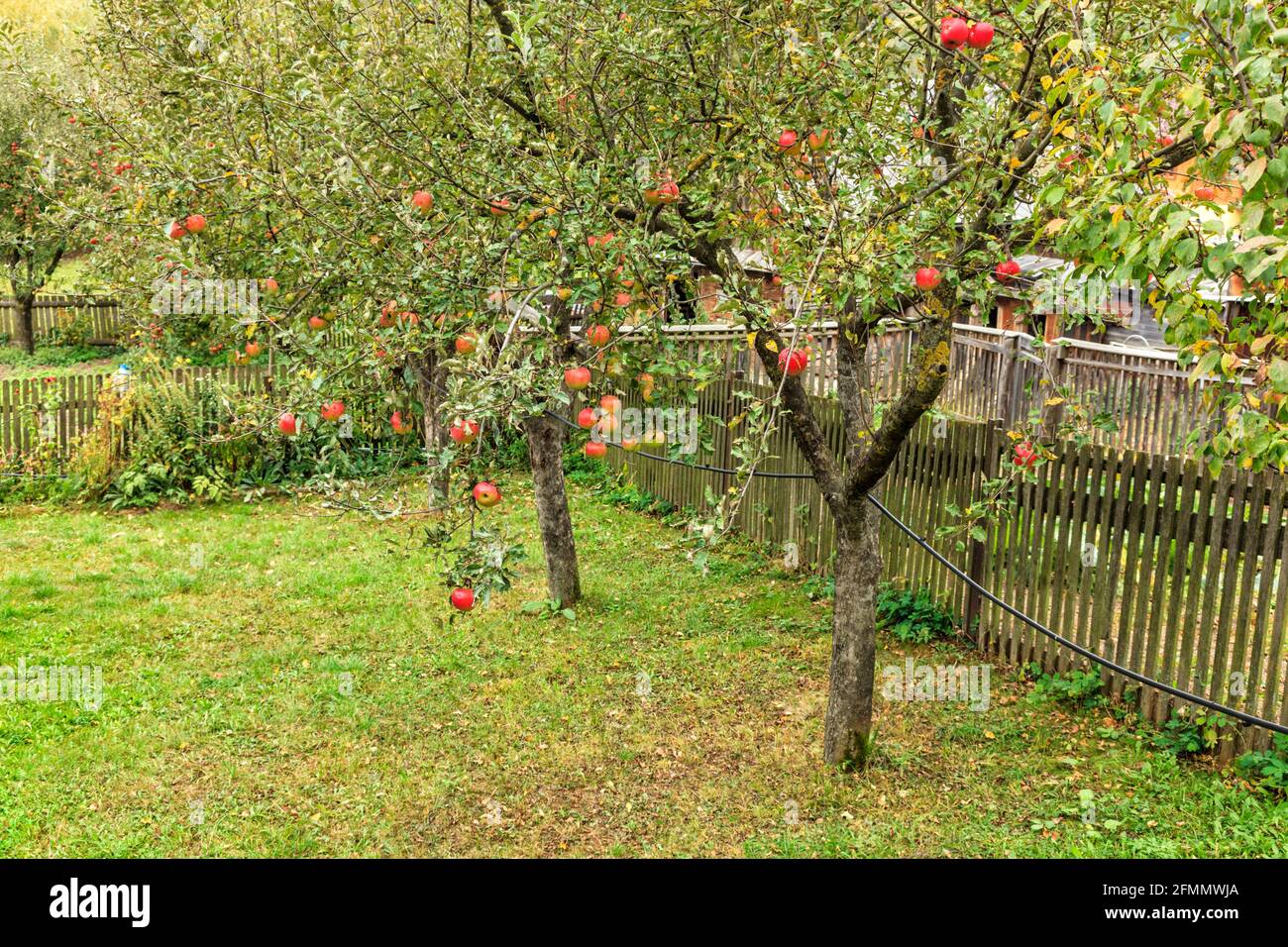 Picture of an apple orchard at country Stock Photo - Alamy