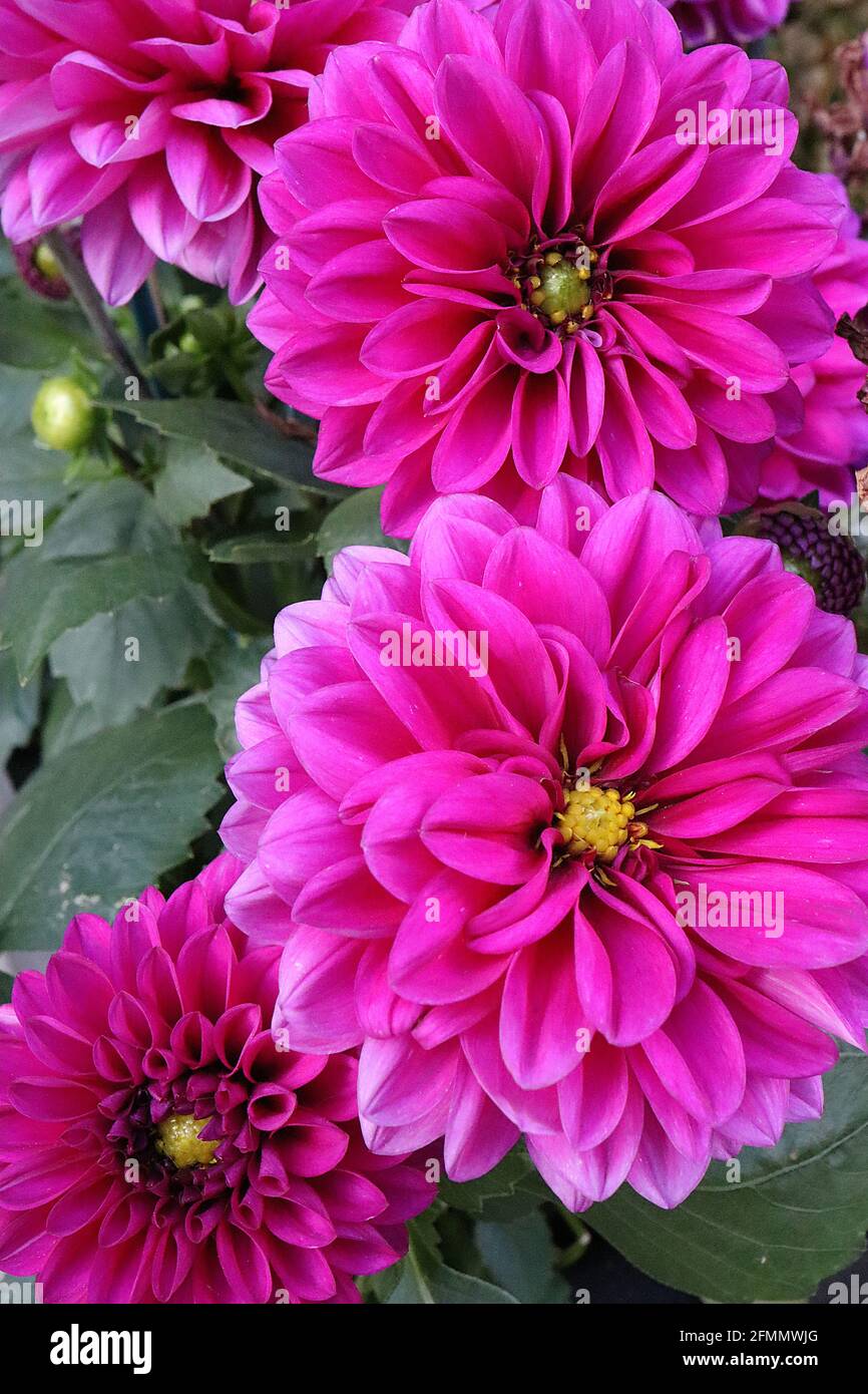 Purple magenta flowers hi-res stock photography and images - Alamy