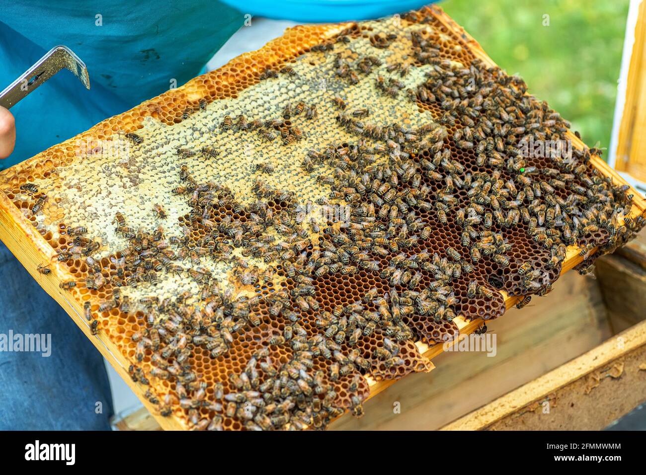 Bees on the honeycomb, background. Honey cell with bees. Apiculture ...