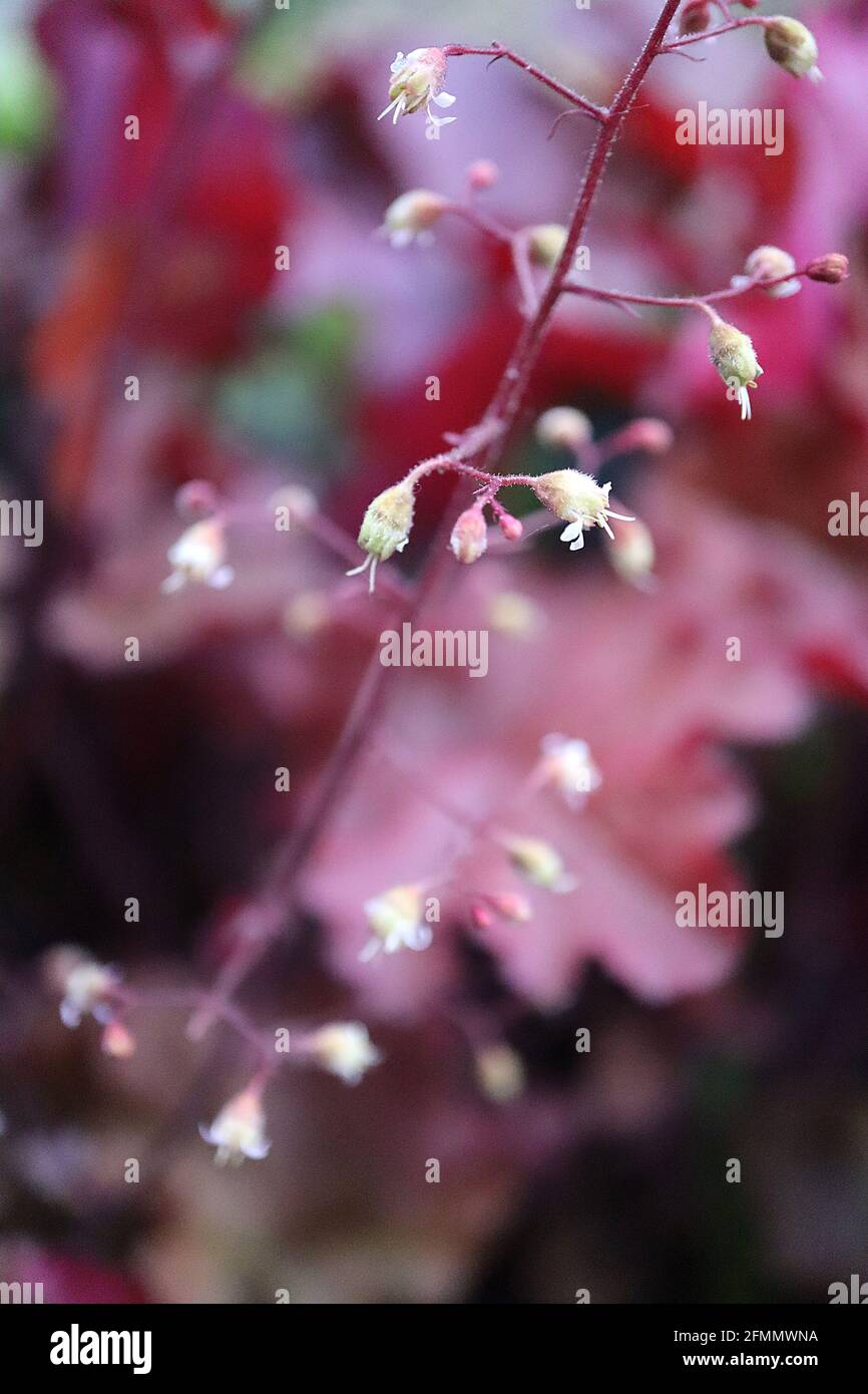 Mahogany red hi-res stock photography and images - Alamy