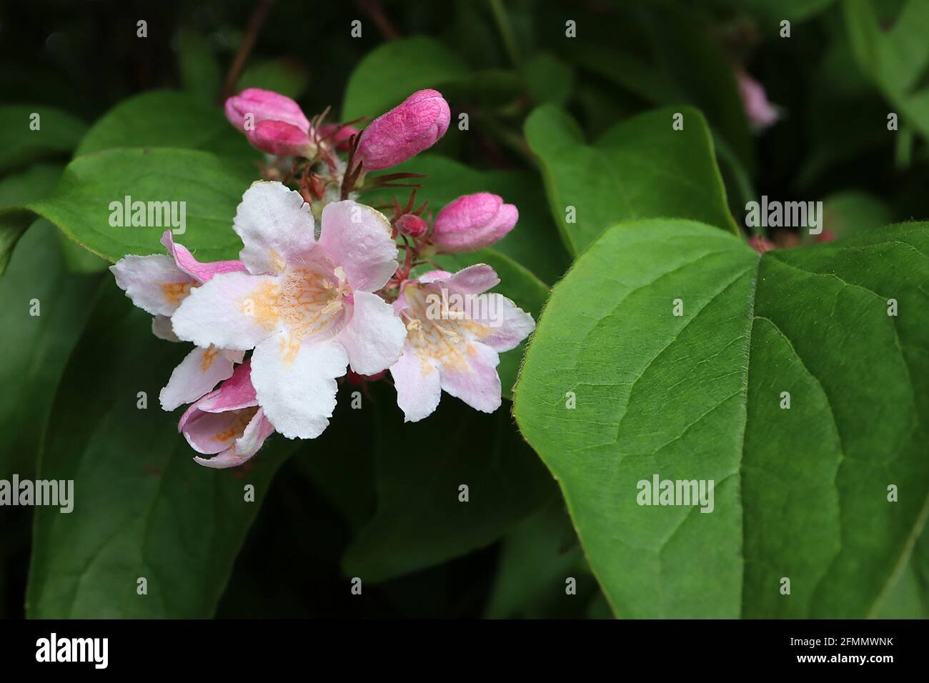 Kolkwitzia / Linnaea amabilis ‘Pink Cloud’ Beauty bush Pink Cloud ...